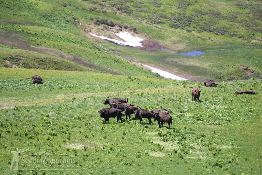 Кавказский зубр